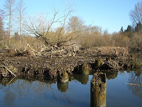 Nutria - Save Union Bay Association